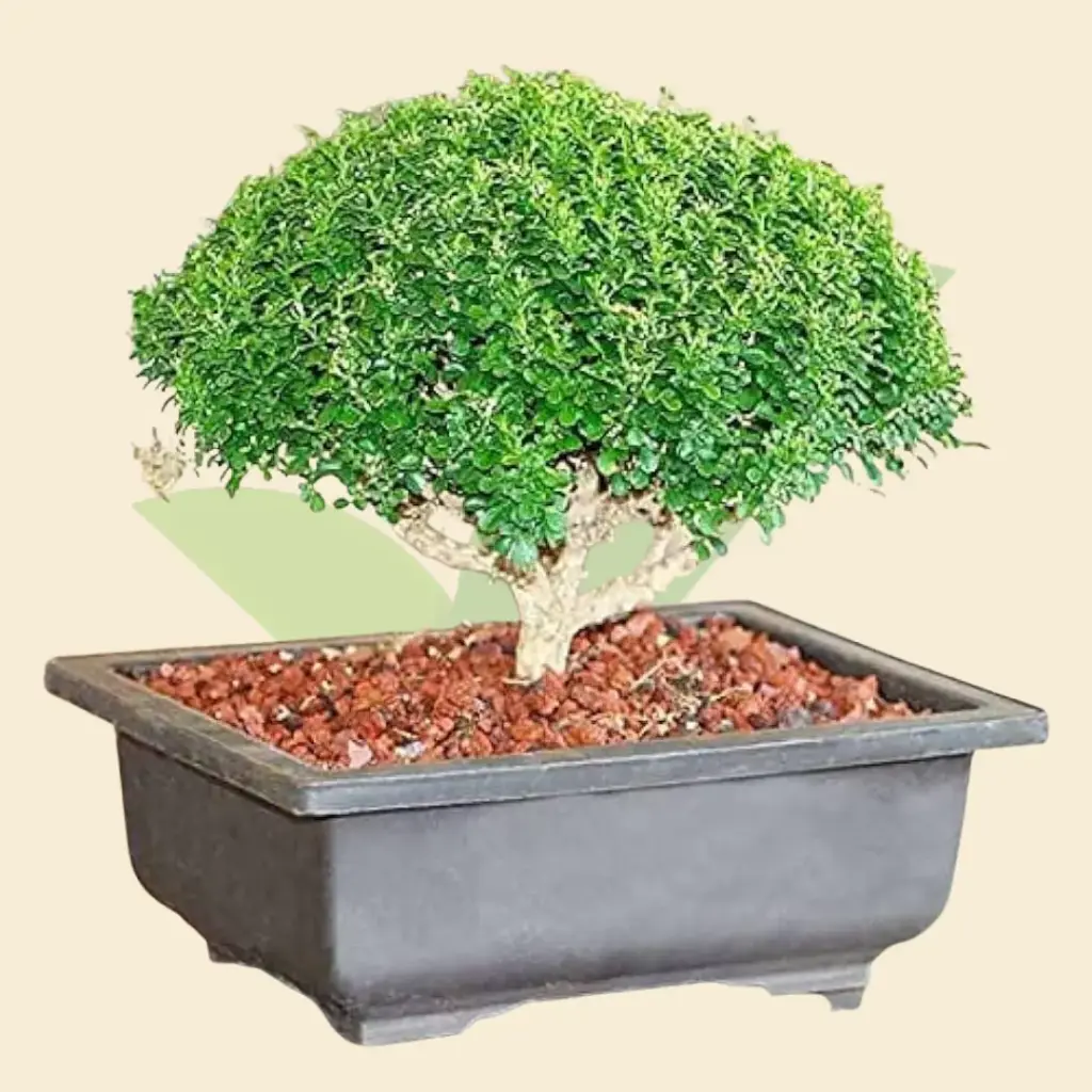 Dwarf Murraya Paniculata (Dwarf Kamini Bonsai) | Vaatavaran